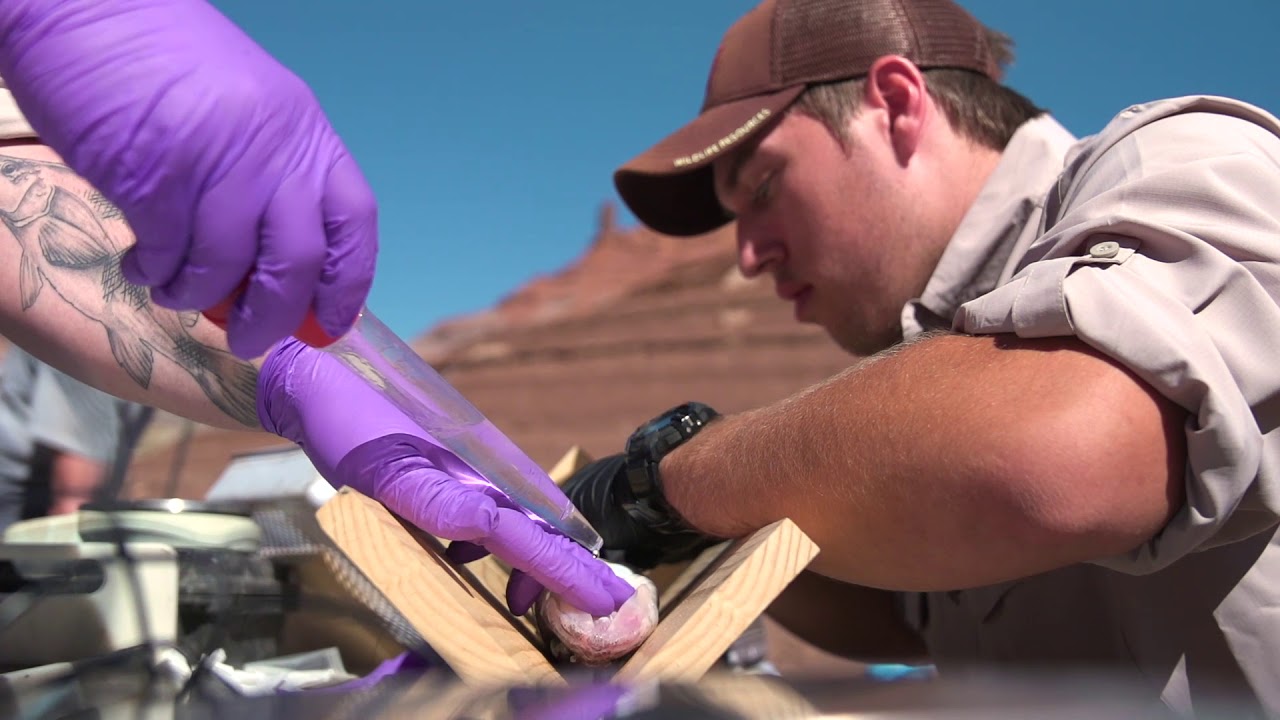 Utah Wildlife Migration Initiative overview - Video