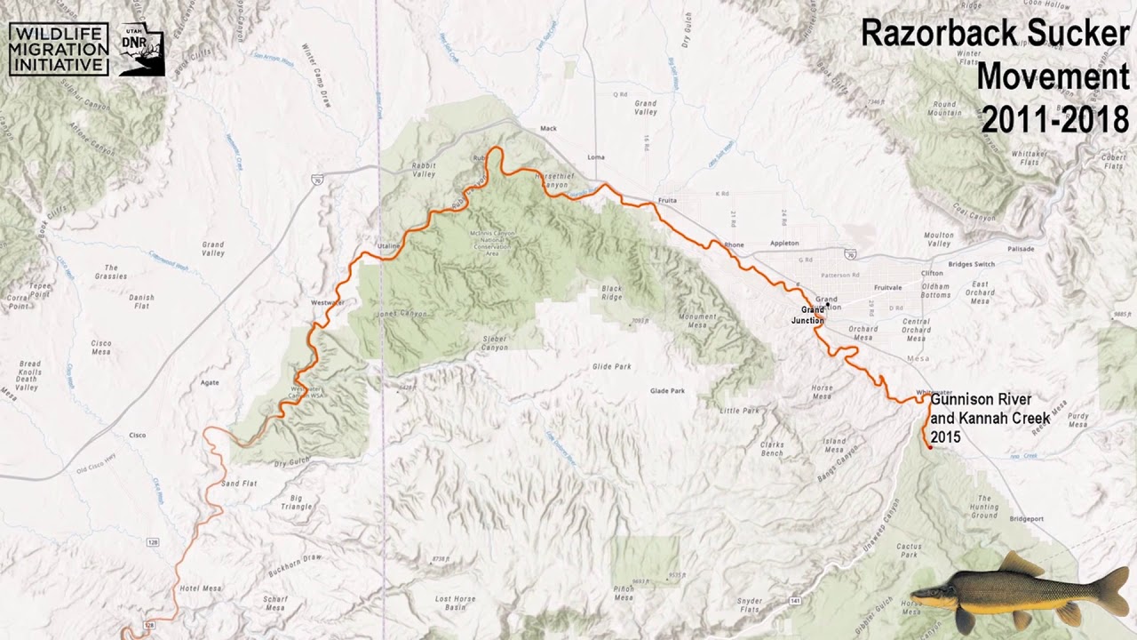 Razorback Sucker Migration - Video