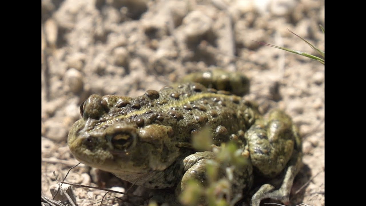 Three-legged boreal toad: An epic migration journey - Video